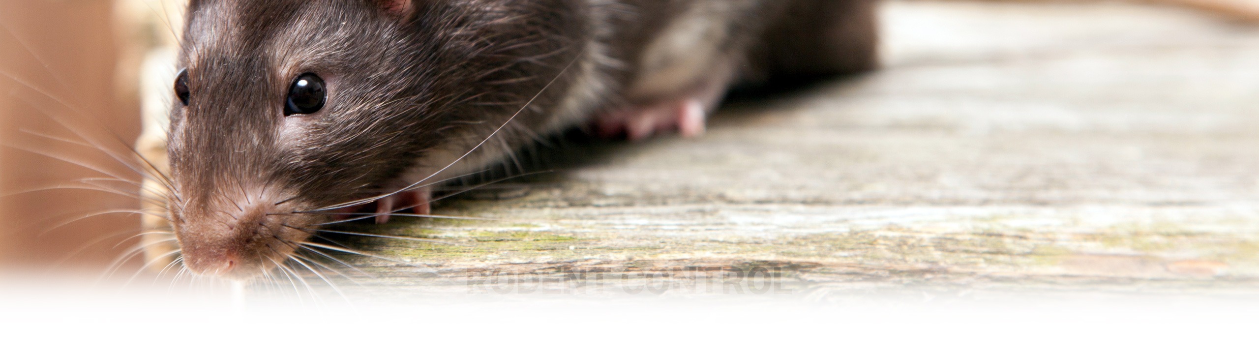 Rodent Control - PestWest Australia | Insect Control Products Australia